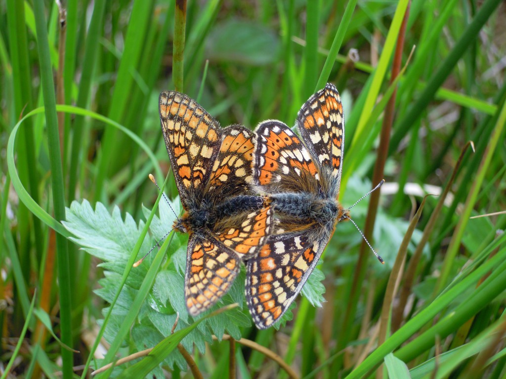 County Marsh Fritillary Surveys | BEC Consultants
