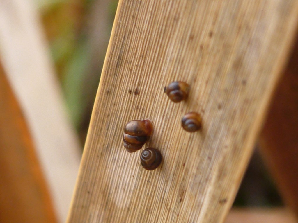 Rare Mollusc Survey | BEC Consultants
